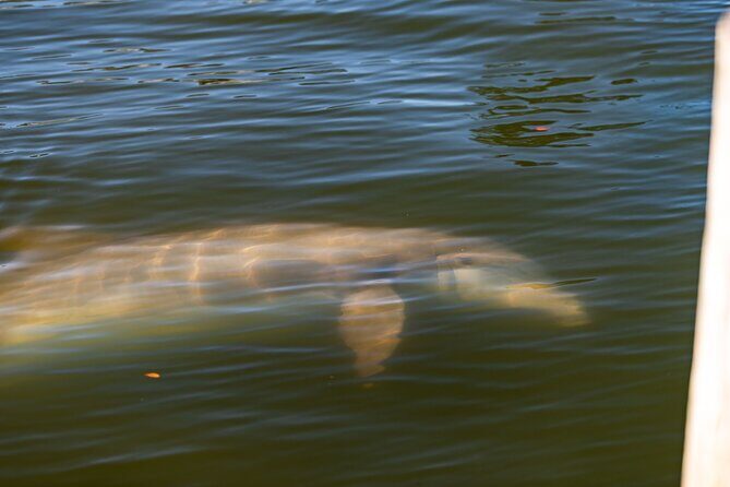 National Park Pedal Kayak Tours in New Smyrna Beach - Who Will Love This Tour?