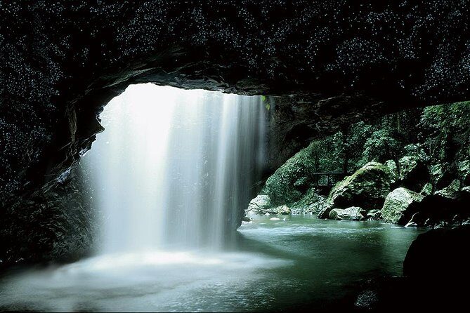 Natural Bridge Glow Worm Night Tour from Gold Coast - Introduction: Why This Tour Is Worth Considering