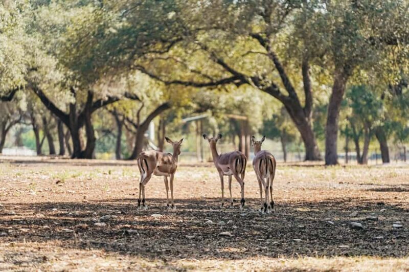 Natural Bridge Wildlife Ranch: Self-Guided Safari Drive-Thru - Key Points