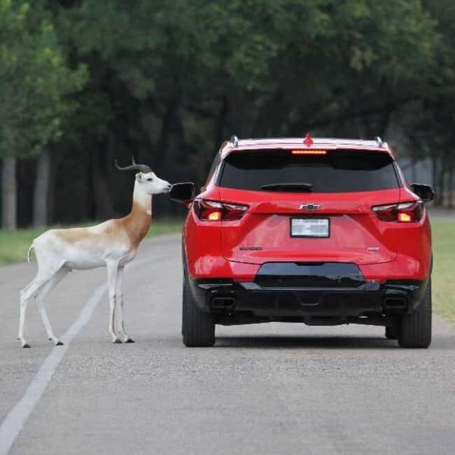 Natural Bridge Wildlife Ranch: Self-Guided Safari Drive-Thru - An In-Depth Look at the Experience