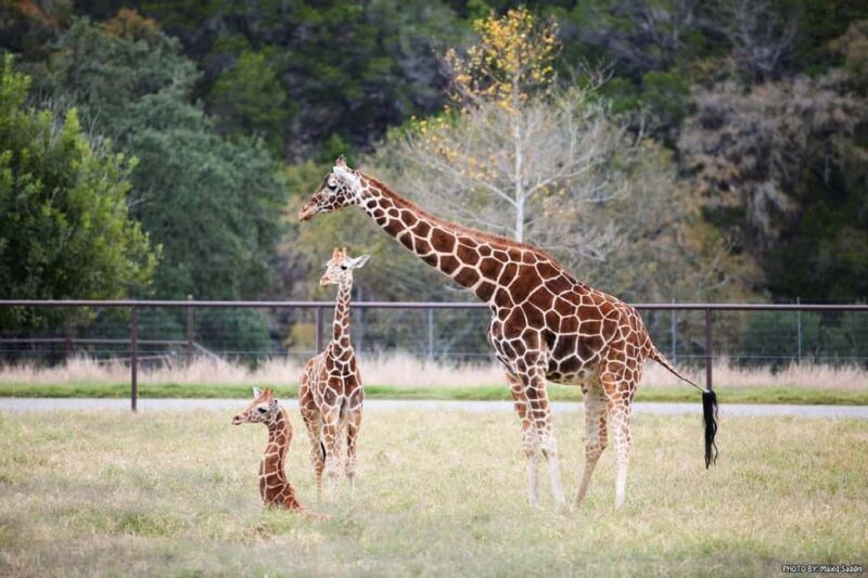 Natural Bridge Wildlife Ranch: Self-Guided Safari Drive-Thru - Final Thoughts