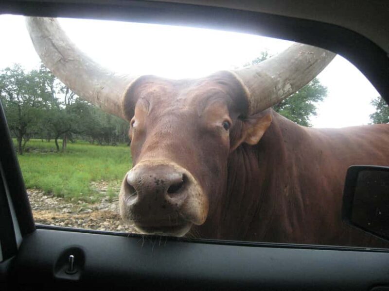 Natural Bridge Wildlife Ranch: Self-Guided Safari Drive-Thru - FAQ