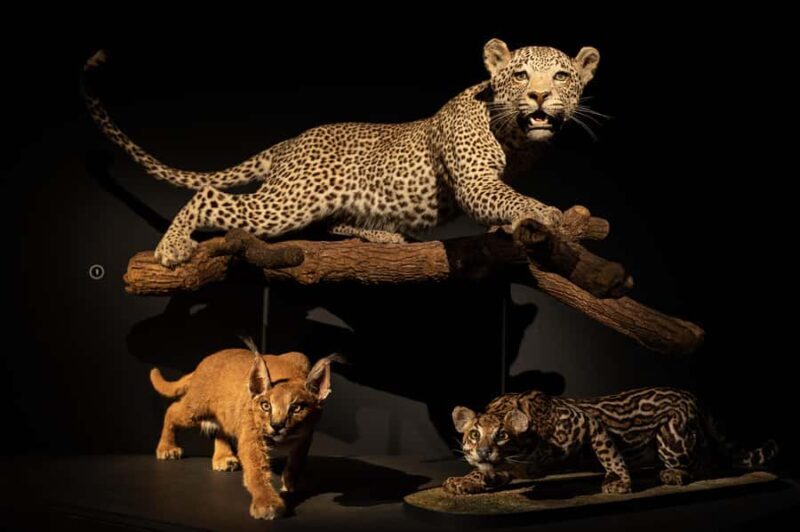 Natural History Museum LA: Entry + Fierce! The Story of Cats - An Overview of the Experience