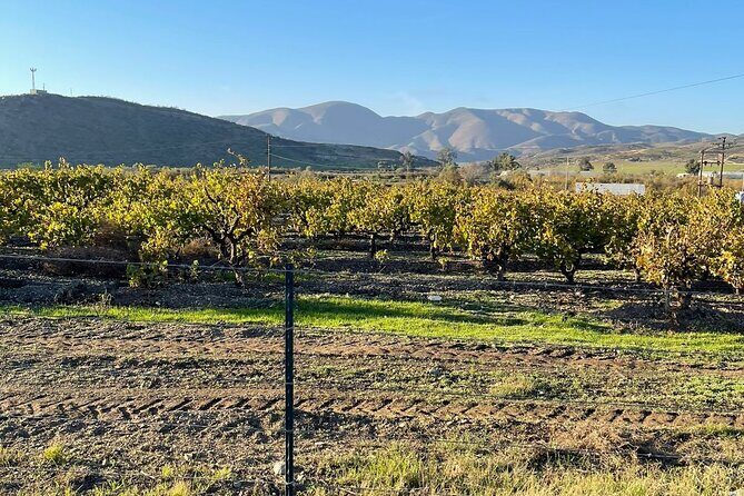 Natural Hot Springs Horseback Riding and Carne Asada Experience - The Sum Up: Who is This Tour Best For?