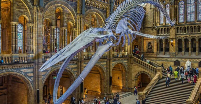 Natural Museum Adventure: Gems, Volcanoes, Dinosaurs - Key Points
