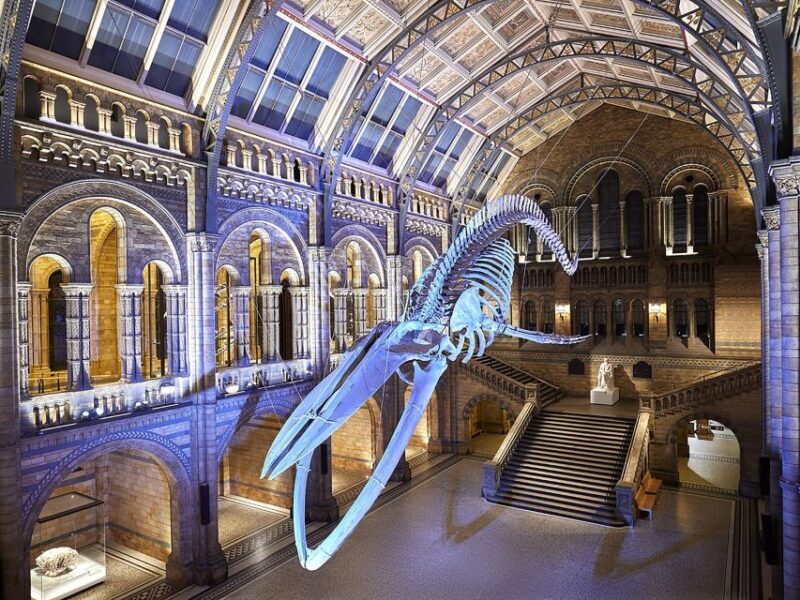 Natural Museum: Diplodocus, Volcanoes, Whale, and Gems - Key Points
