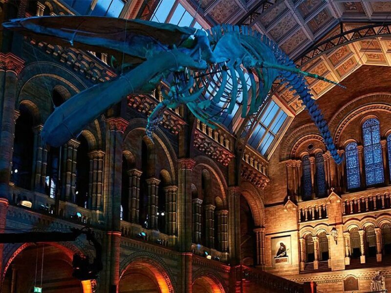 Natural Museum: Diplodocus, Volcanoes, Whale, and Gems - What Travelers Say