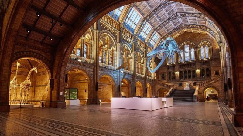 Natural Museum Secrets: Diplodocus, Blue Whale, Evolution - FAQ