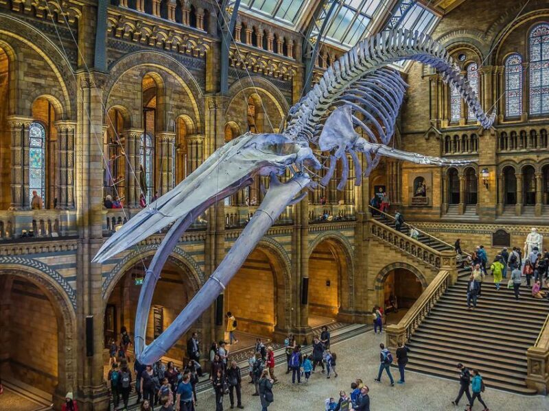 Natural Museum Tour: Volcanoes, Earthquakes, Blue Whale - What Makes This Tour Stand Out?