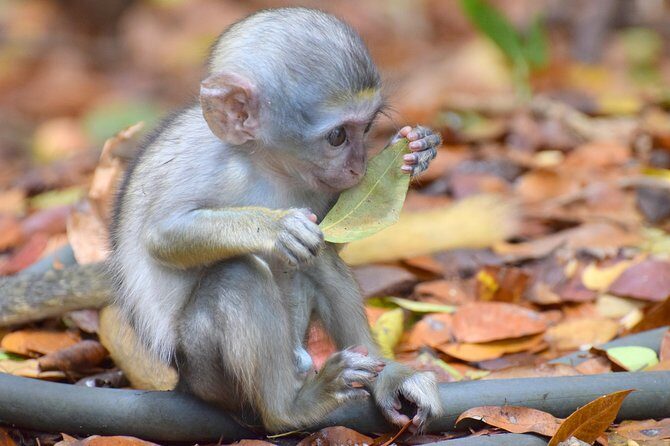 Natural Wonders of Barbados Small-Group with Harrison's Cave - A Deep Dive into the Experience