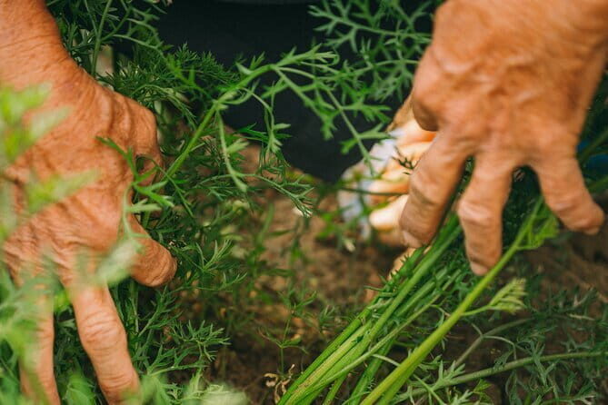 Nature Adventure Private Tour by Electric Car - Why This Tour Works Well for Travelers