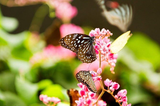 Nature And Gardens Tour From Kuala Lumpur - Final Thoughts