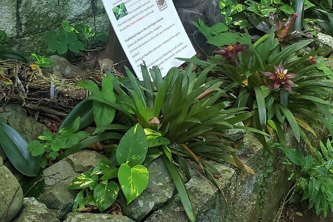 Nature and Sightseeing at Phantasea Tropical Botanical Garden - Exploring the Tour in Detail