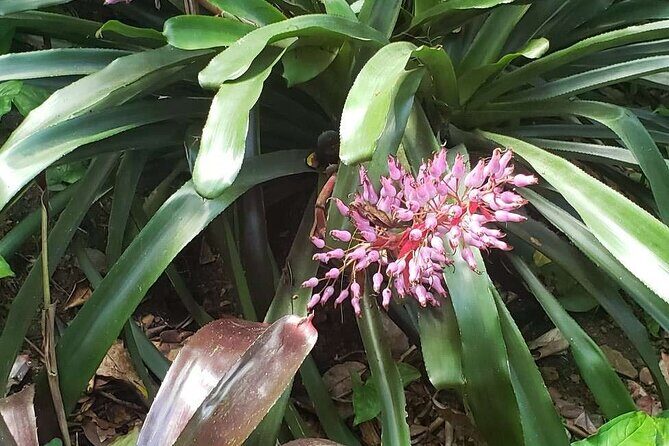 Nature and Sightseeing at Phantasea Tropical Botanical Garden - Is It Worth It?