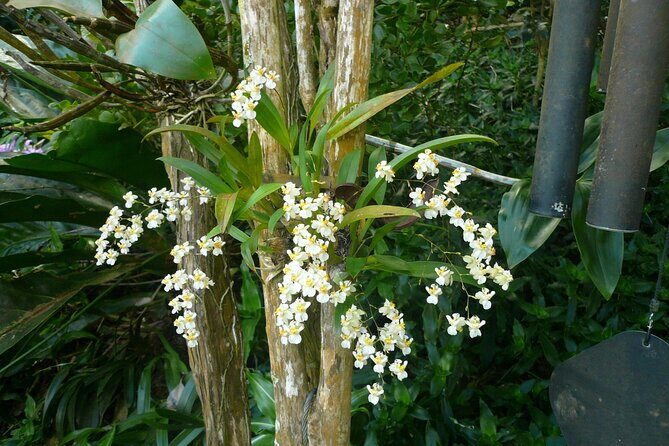 Nature and Sightseeing at Phantasea Tropical Botanical Garden - FAQ