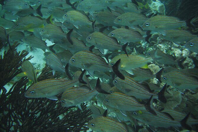 Nature Day, Sian Kaan Biosphere Tour! Round Transportation from Tulum City - FAQ