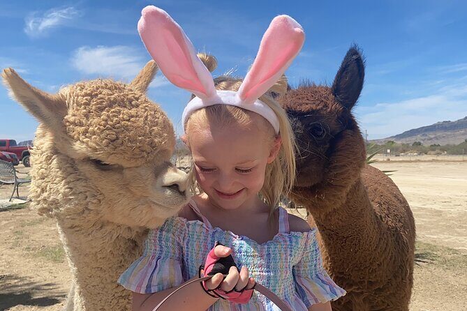 Nature Health Farms Alpaca Farm Petting Zoo Pahrump Death Valley - A Closer Look at the Experience