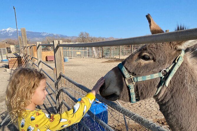 Nature Health Farms Alpaca Farm Petting Zoo Pahrump Death Valley - The Experience Itinerary—What You Will Cover