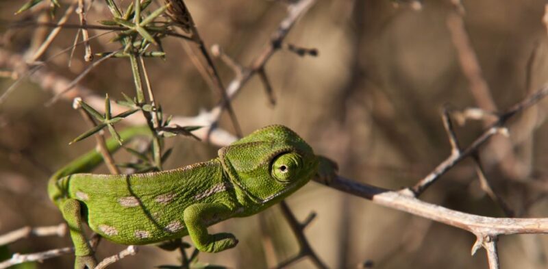 Nature Highlights Private Walking Tour with Transport - Who Should Consider This Tour?