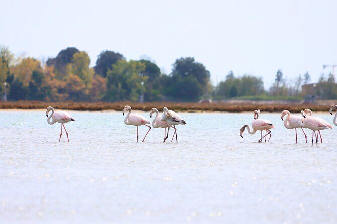 Nature Kayak Tour: Exploring Europes Largest Lagoon - The Itinerary and What You’ll Experience