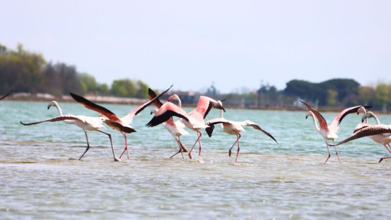 Nature Kayak Tour: Exploring Europes Largest Lagoon - Who Will Enjoy This Tour?