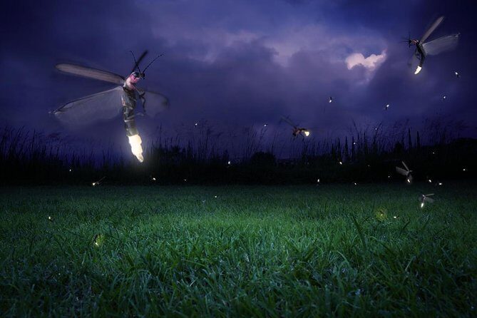 Nature Tour to Kuala Selangor Fireflies and Selayang Hotspring - A Balanced Look at Kuala Selangor’s Night-time Wonders