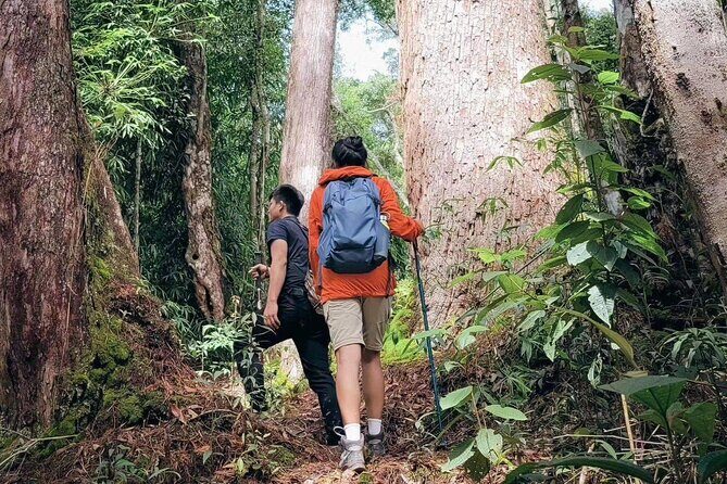 Nature Trails & Guided Adventures in Cuc Phuong National Park - Key Points