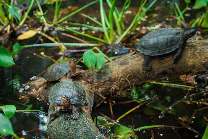 Nature Trails & Guided Adventures in Cuc Phuong National Park - Return to Tam Coc