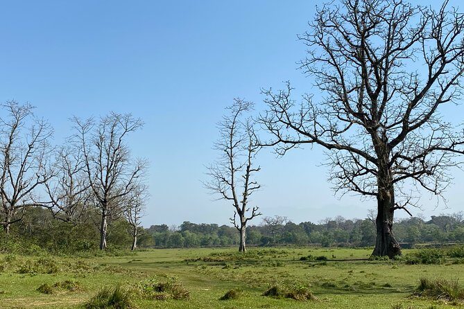 Nature Walk in Chitwan Jungle Safari with Guide - The Sum Up