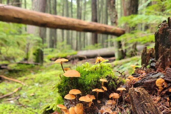 Nature Walk in Glacier National Park - The First Stop: Lake McDonald Valley