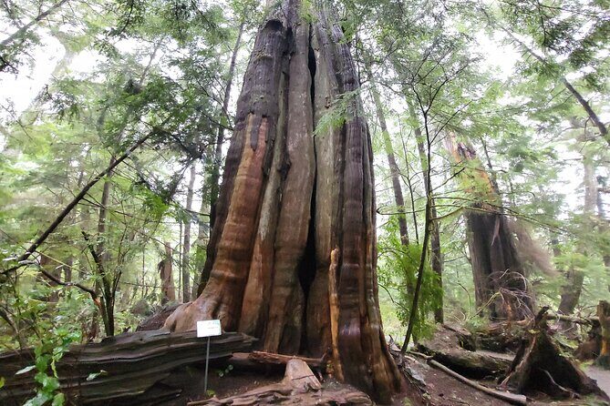 Nature Walks in Pacific - A Detailed Look at Beacon Hill Park Guided Walks