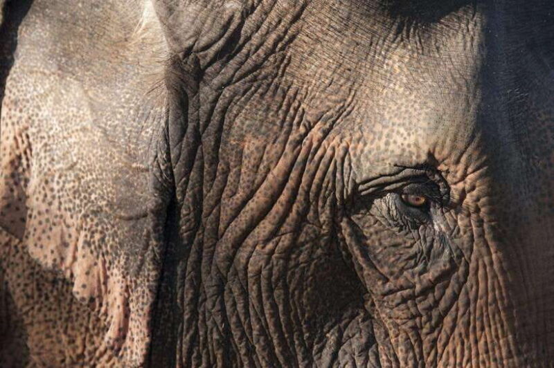 Nature wellness retreat - Key Points