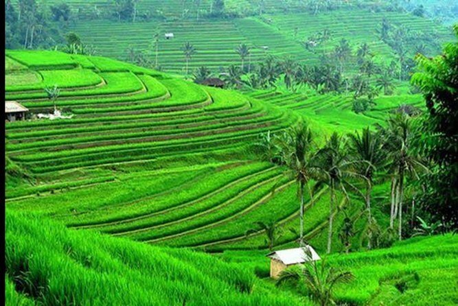 Nature's Beauty Unveiled: Jatiluwih Rice Terrace and Temple - Key Points