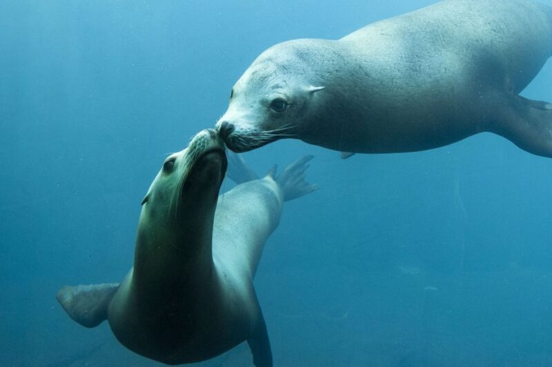 Nausicaá National Sea Center: Full-Day Entry Ticket - Value for Money