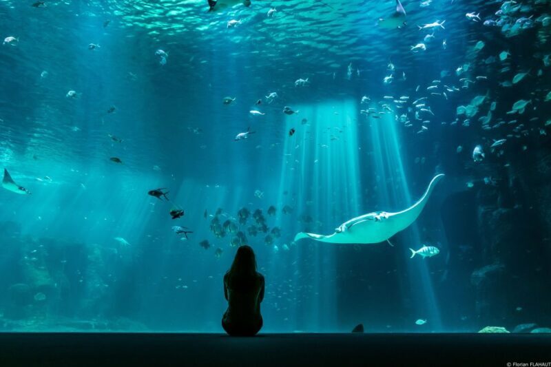 Nausicaá National Sea Center: Full-Day Entry Ticket - Authentic Experiences From Visitors