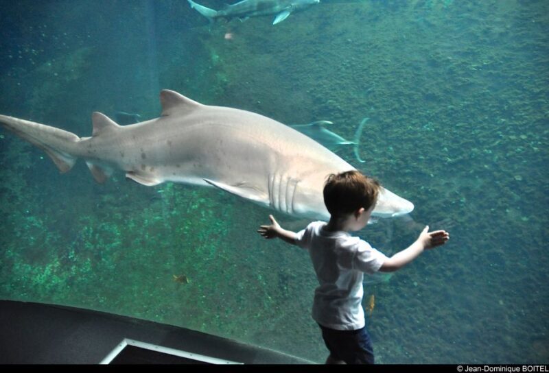 Nausicaá National Sea Center: Full-Day Entry Ticket - Practical Tips for Visitors
