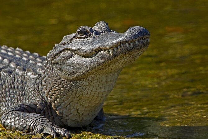 Nawlins Luxury: Airboat Swamp Tour with Transportation - An In-Depth Look at the Nawlins Luxury Swamp Tour