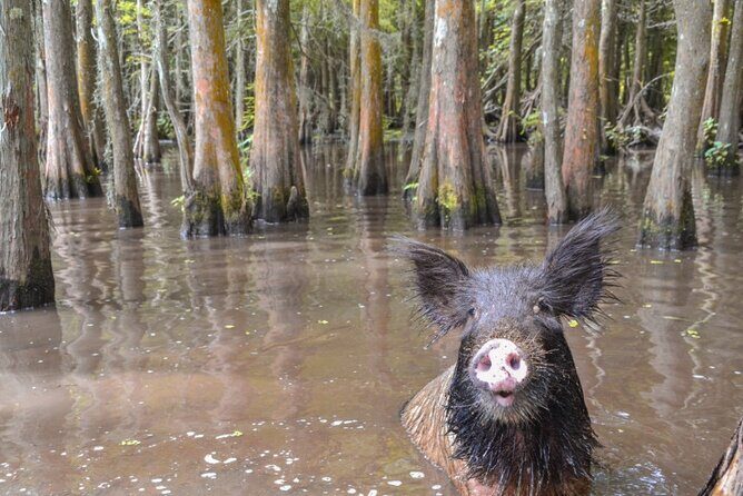 Nawlins Luxury: Pontoon Boat Swamp Tour with Transportation - An Honest Look at the Swamp Tour Experience