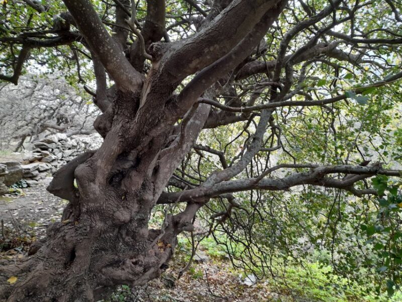 Naxos: Countryside hike among villages & Byzantine churches - FAQ
