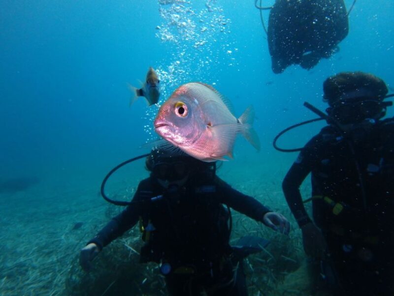 Naxos: Discover Scuba Diving - Your first experience diving - The Itinerary – Step by Step