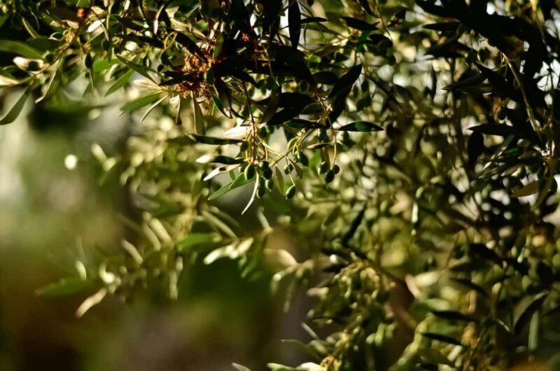 Naxos Dream Tour: Local Flavors, Olive Oil, Lunch - Key Points