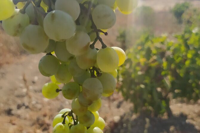 Naxos Farm Experience and cheese making - Key Points: