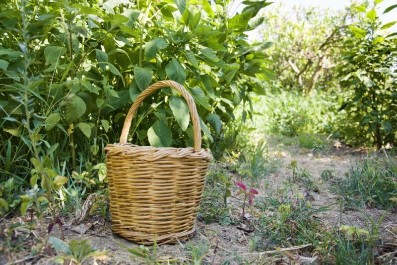 Naxos: Half-Day Cooking Class at Basiliko Family Tavern - Naxos: Half-Day Cooking Class at Basiliko Family Tavern — A Genuine Taste of Greece
