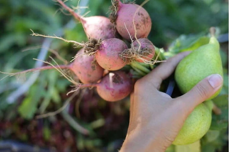 Naxos: Hands-On Cooking Class with Local Wine - Who Will Love This Tour?