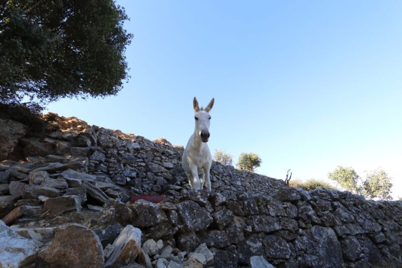 Naxos: Hike to the Top of Mount Zas with a Guide - FAQ