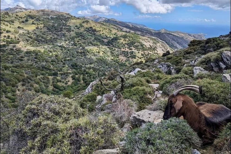 Naxos Hiking in Mount Zas - Exploring Naxos Hiking in Mount Zas: An Authentic Mountain Adventure