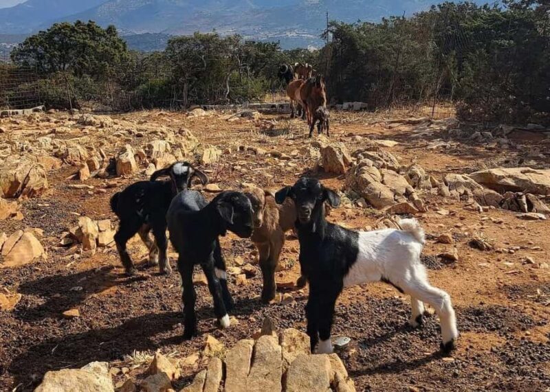 Naxos Private Cheese and Wine 6 Hour Experience - Key Points
