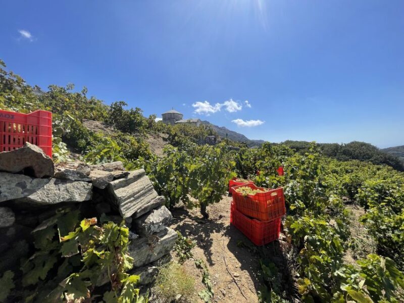 Naxos: Private Vineyard Tour & Wine Tasting with an Expert - Discovering Naxos’ Vineyards: A Closer Look
