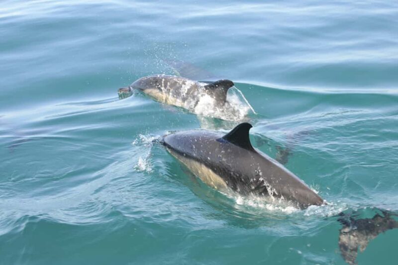Nazaré: Dolphin Safari - Key Points