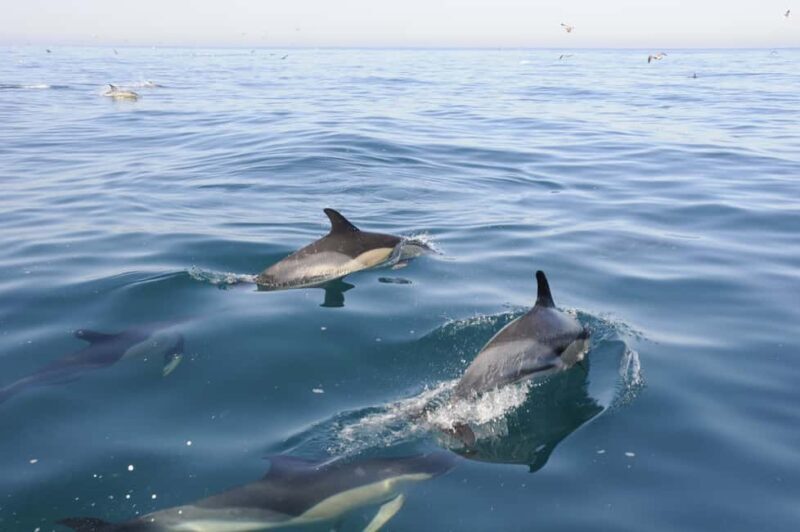 Nazaré: Dolphin Safari - A Deep Dive into the Experience